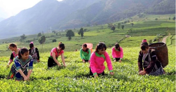 Chè Lai Châu: Từ nương cao đến thương hiệu nông sản sạch