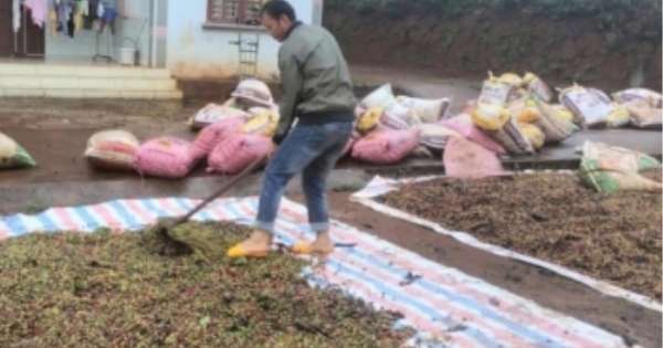 Giá cà phê hôm nay 16/12/2024: Giá cà phê trong nước vẫn duy trì 125. ...