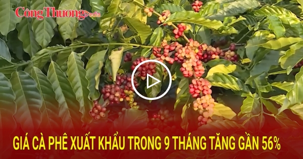 Giá cà phê xuất khẩu trong 9 tháng tăng gần 56%