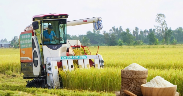 Giá lúa gạo hôm nay ngày 21/8: Gạo bình ổn, lúa tươi vững giá