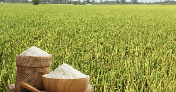 Giá lúa gạo hôm nay ngày 15/12: Nguồn cung ít, giá bình ổn