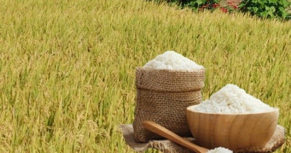 Giá lúa gạo hôm nay ngày 15/11: Lúa tươi có xu hướng tăng