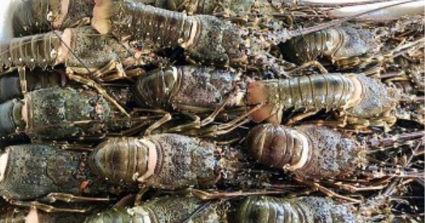 Việt Nam đang bán tôm nhiều nhất sang thị trường Trung Quốc