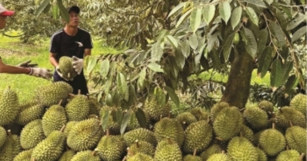 Chủ tịch Vinafruit lý giải nguyên nhân giá sầu riêng ‘leo thang’