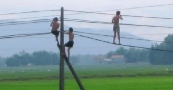 Cảnh báo tai nạn nghiêm trọng từ việc trèo lên cột điện cao thế bắt tổ chim