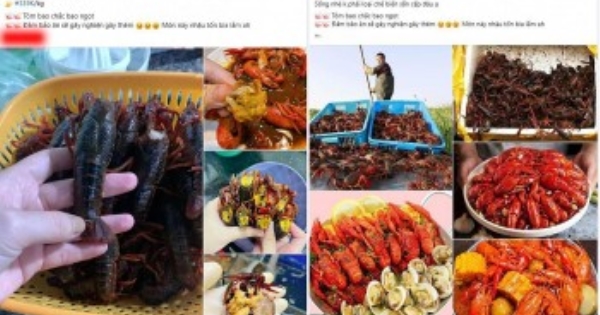 Tổng cục Hải quan nói gì về việc nhập khẩu tôm hùm đất?