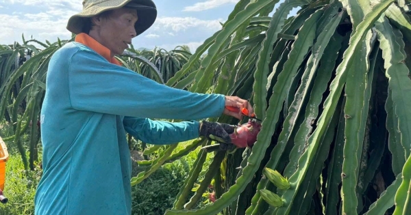 Thanh long Lâm Đồng vươn lên thành ngôi sao xuất khẩu - Bài 1: Trái ...