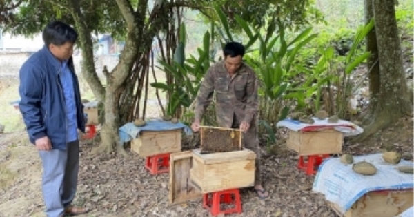 Nghề nuôi ong ở Lai Châu: Chắt chiu mật ngọt cho đời